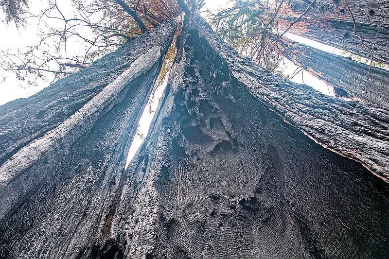 Resilient redwood forest a beacon of hope for California | The Arkansas ...