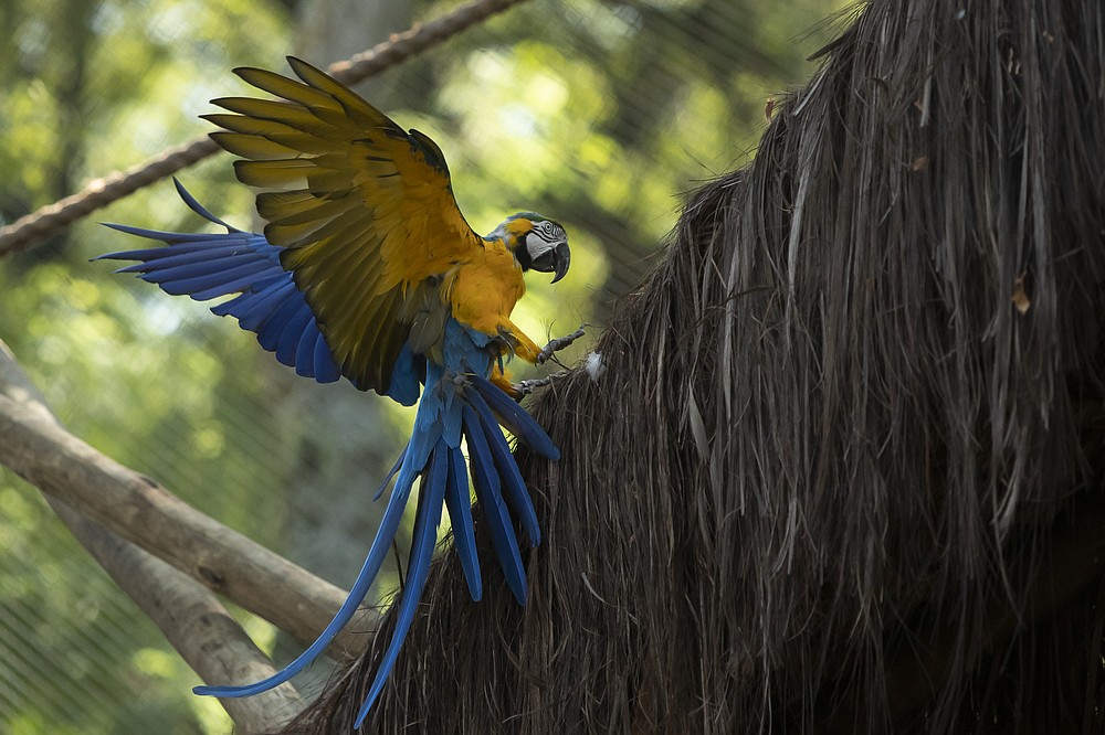 Lonely wild macaw drops in at zoo to see birds of a feather