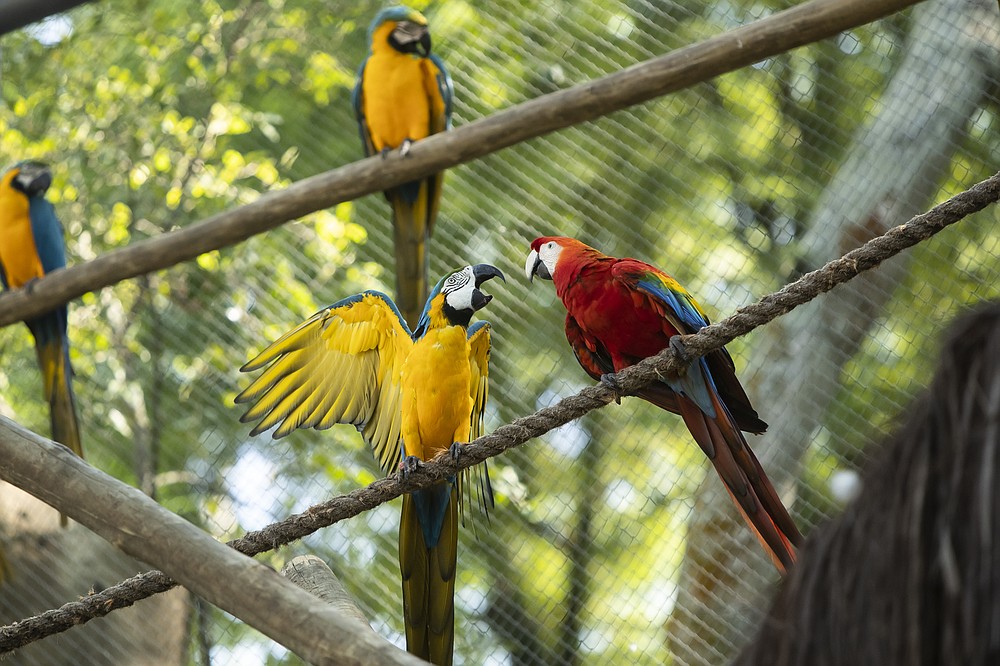 Lonely wild macaw drops in at zoo to see birds of a feather