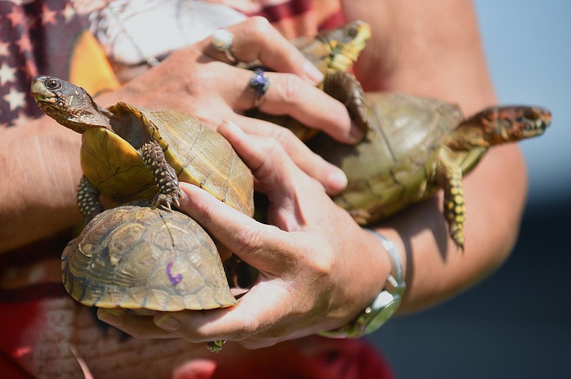 Don't box them in: World Turtle Day celebrates reptiles | The Arkansas ...