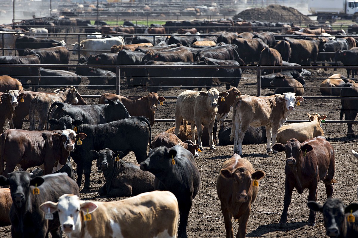 Climbing beef prices anger cattle ranchers | Northwest Arkansas ...