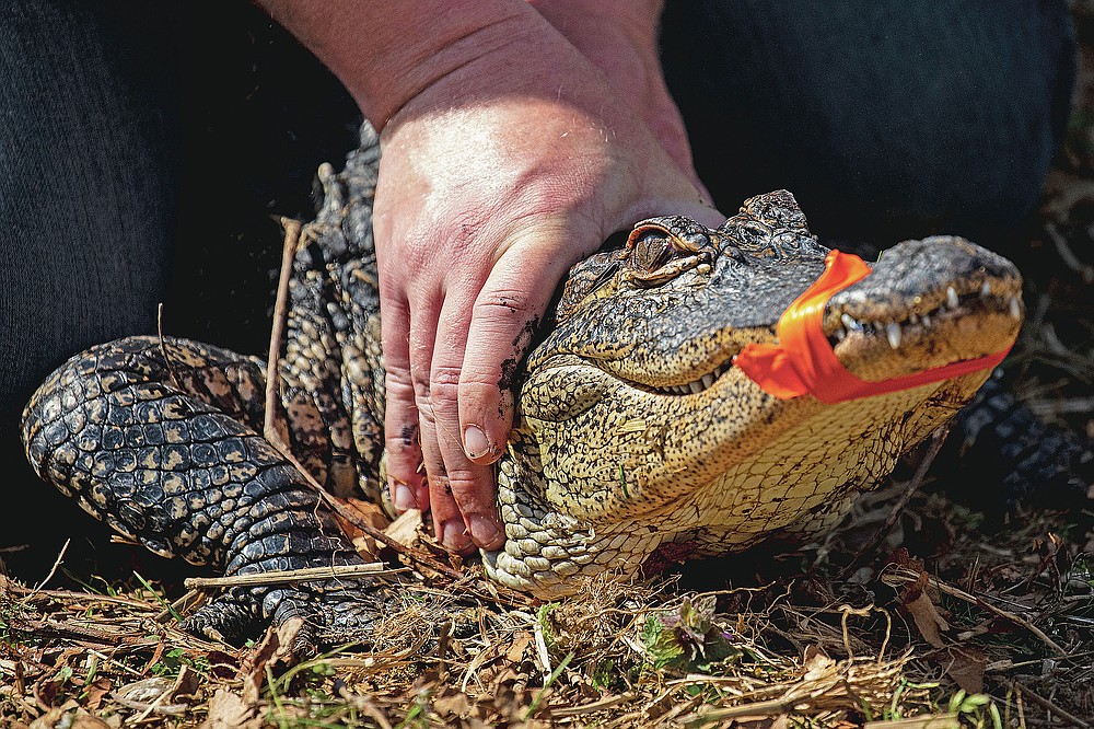 Michigan sanctuary trains officers how to catch alligators