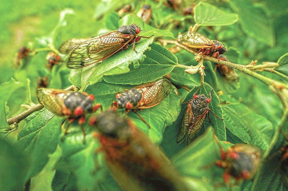 People in several states get ready to be bugged by cicadas