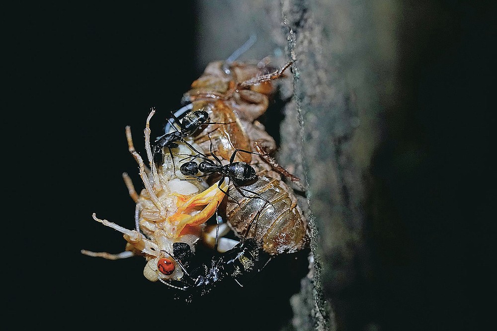 People in several states get ready to be bugged by cicadas
