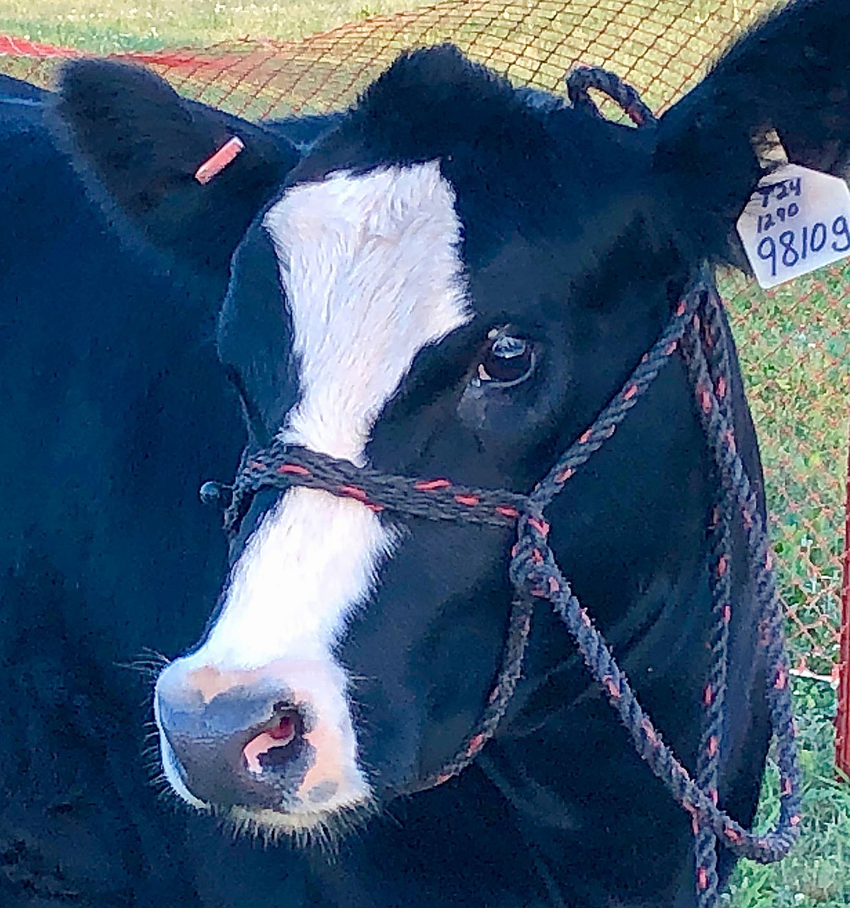 Virgie picks winner of cow-patty bingo | Westside Eagle Observer