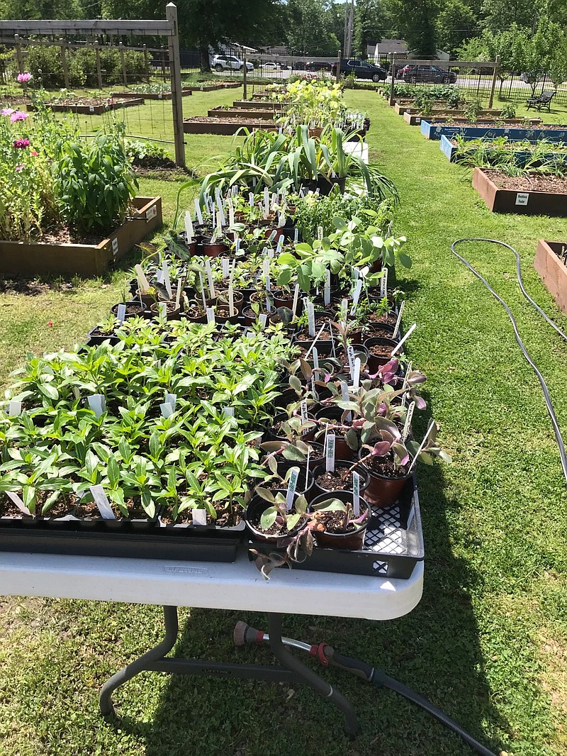 Plant sale planned at market opening | The Arkansas Democrat-Gazette ...