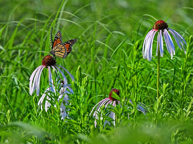 Winged creatures | Westside Eagle Observer