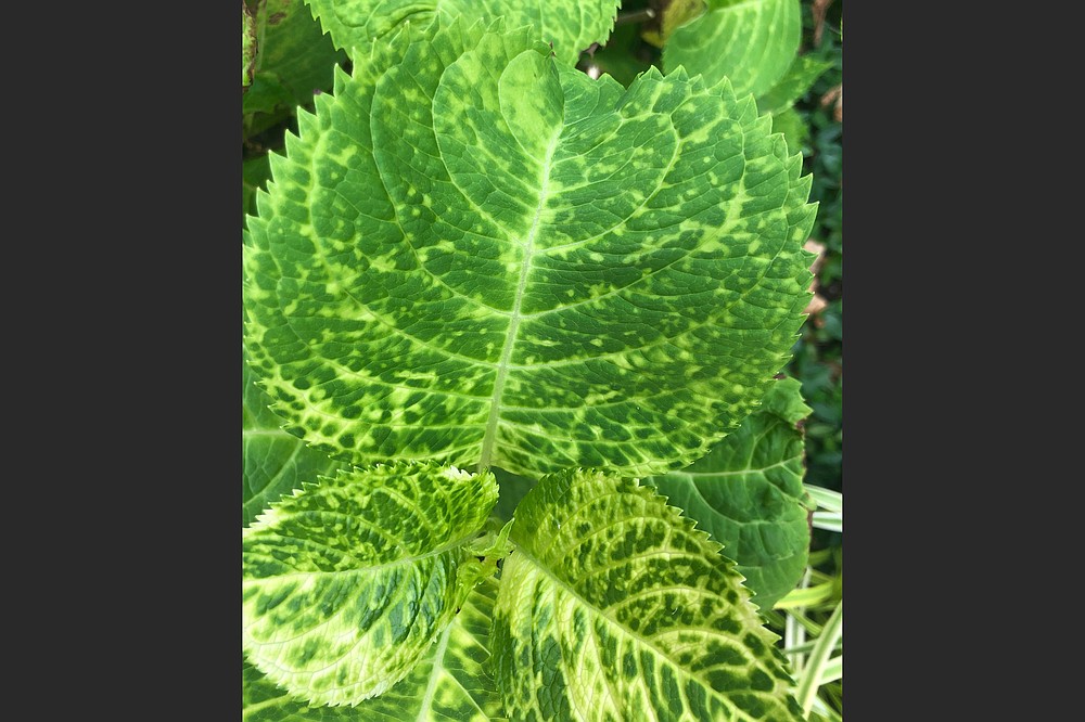 IN THE GARDEN: Abnormal blooms and leaves on hydrangea likely caused by ...