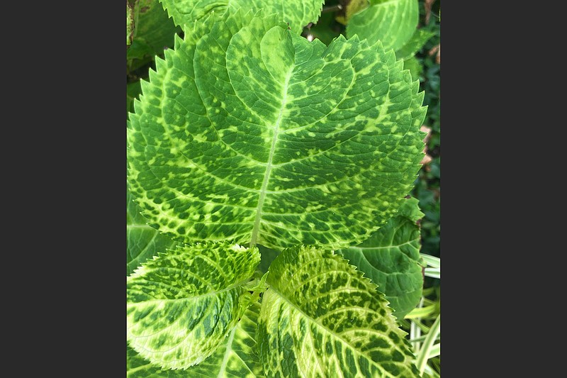 IN THE GARDEN: Abnormal blooms and leaves on hydrangea likely caused by ...