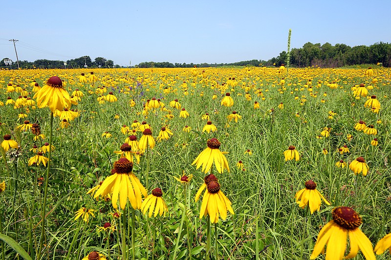 WATCH: Cherokee Prairie Natural Area a unique destination | Hot Springs ...