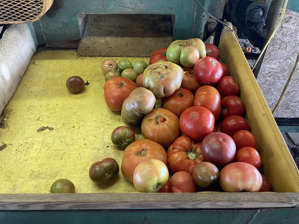 Farmers' tomato tactics shift