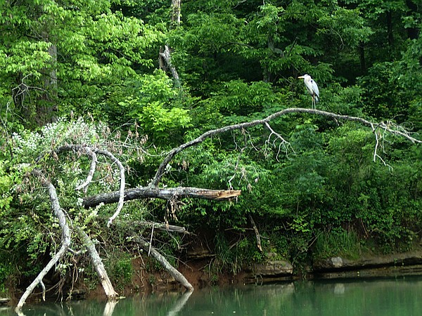 Swamp paddling paradise: Rise at lake creates lowland beauty | The ...