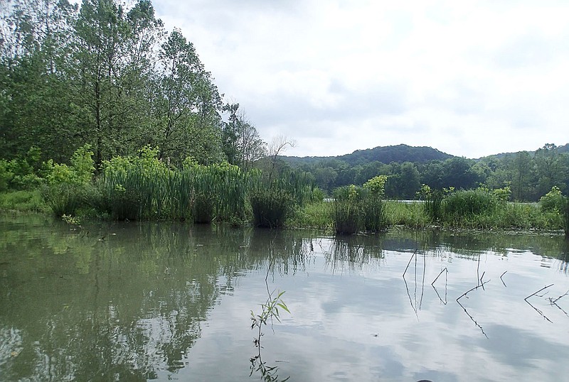 Swamp paddling paradise: Rise at lake creates lowland beauty ...