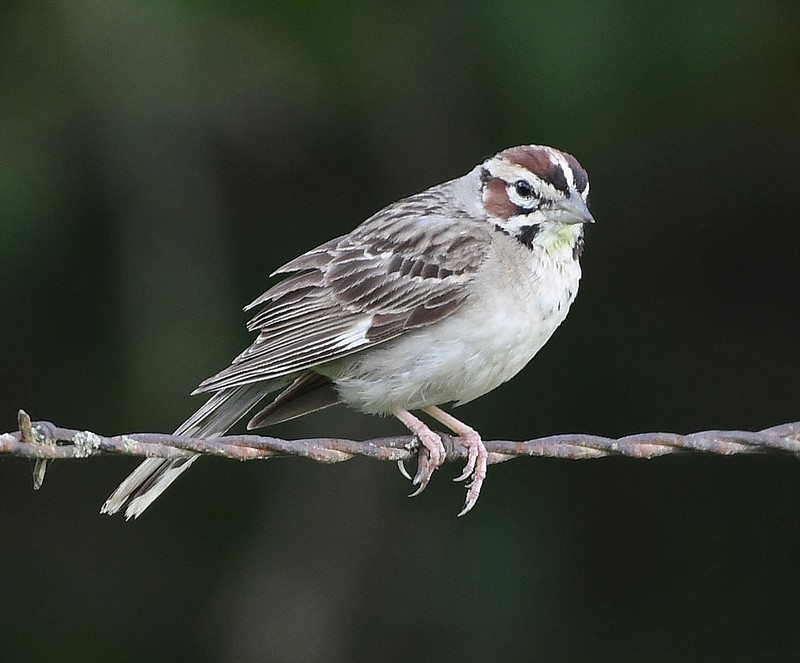Lark sparrow | Westside Eagle Observer