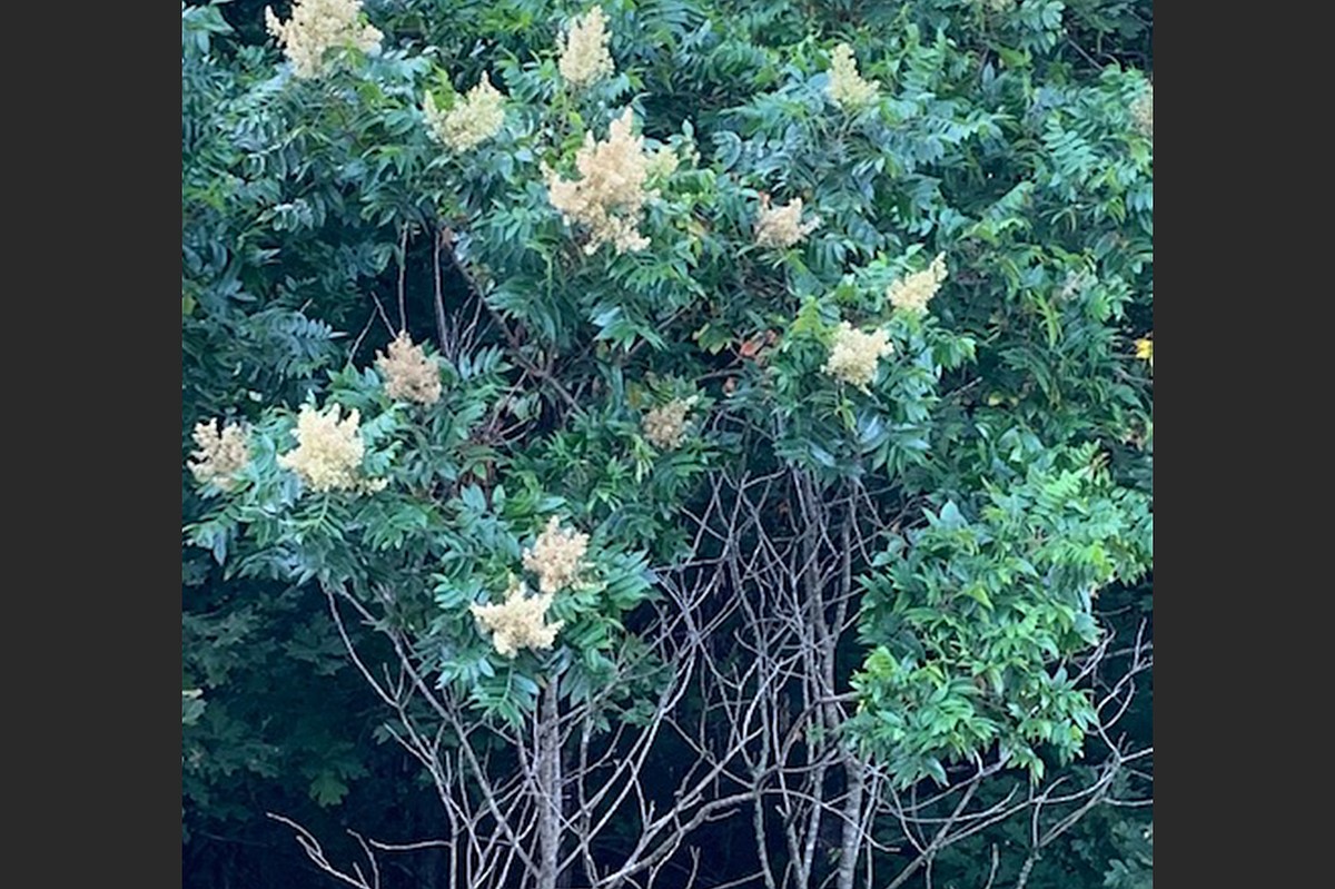 IN THE GARDEN: Smooth sumac gorgeous, but too dense for most ...