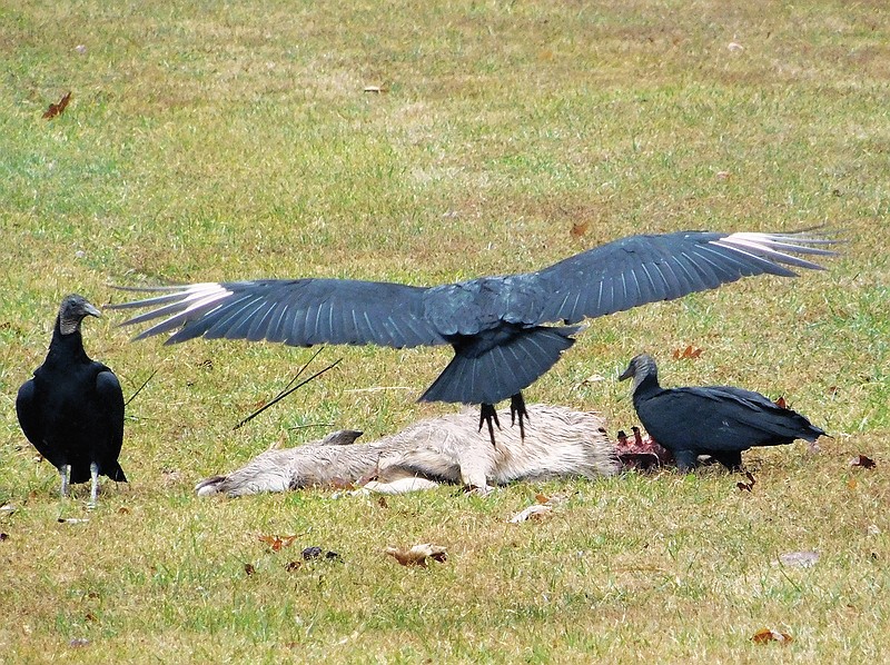 Black vulture attacks on cattle in Arkansas leads to control efforts ...