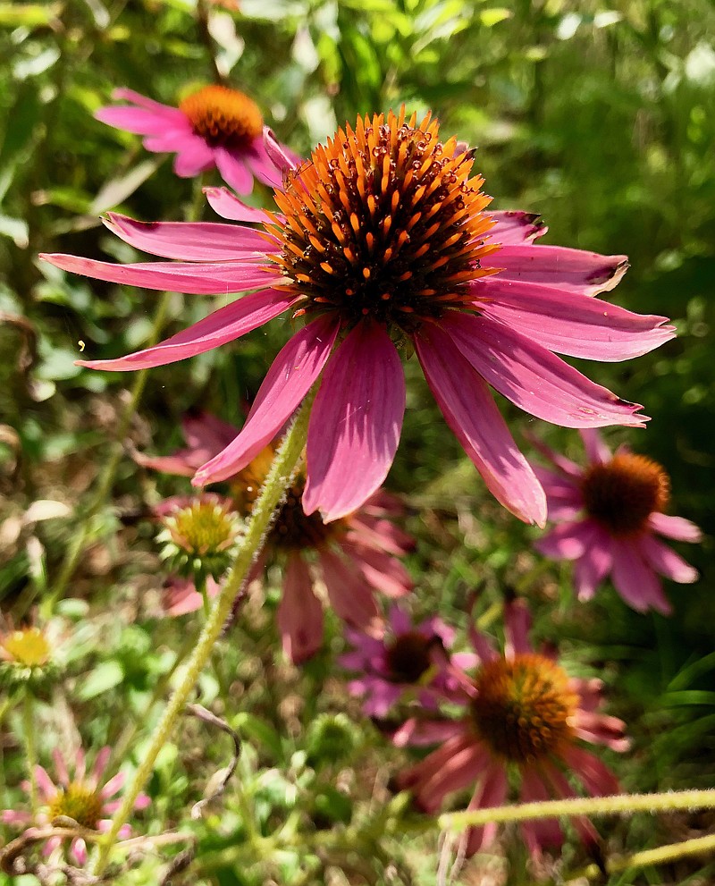 Coneflower | Westside Eagle Observer