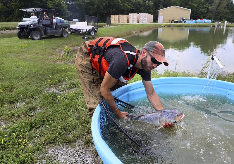 To fight invasive carp, Missouri scientists track the babies ...