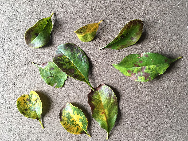 Heat hits plants; help with identification; and woodpecker visits | El ...