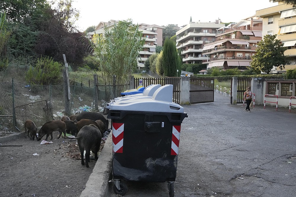 Romans say enough to invasion of rampaging wild boars