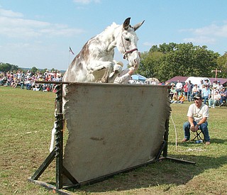 My Mule Can Jump Higher! Pea Ridge Mule Jump is Oct. 9 | The Arkansas ...