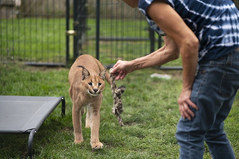 Caracal cat owner ticketed, ordered to find them new home | Texarkana Gazette