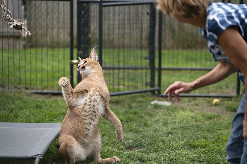 Caracal cat owner ticketed, ordered to find them new home | Texarkana Gazette