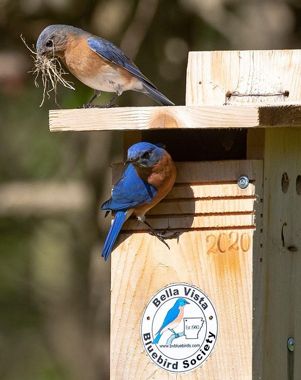 Bella Vista Bluebird Society announces 2021 bird count | Northwest ...
