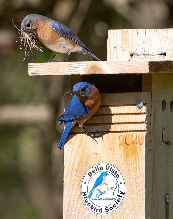 Bella Vista Bluebird Society announces 2021 bird count