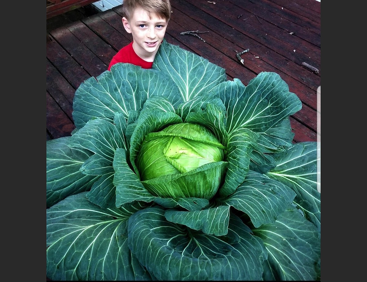 Growing heads: Third-graders take part in remote-friendly Cabbage ...