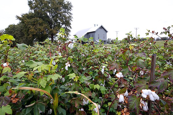 WATCH: Cotton farming takes center stage at Delta state park