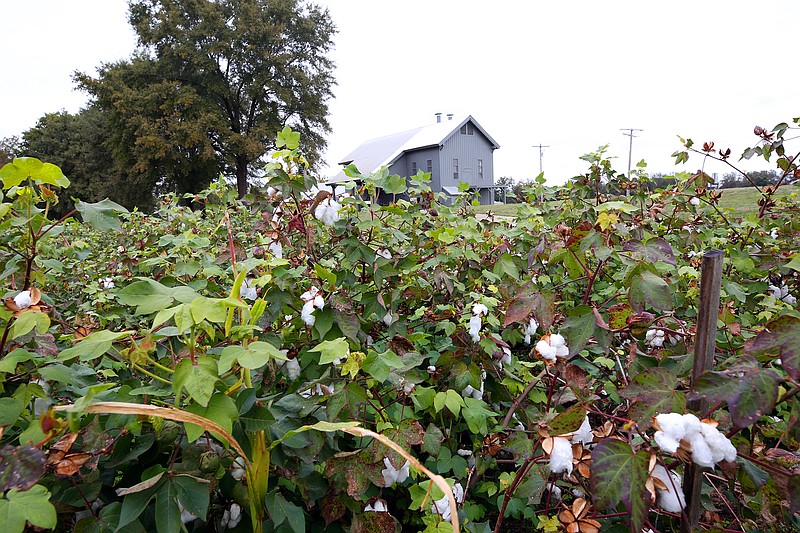WATCH: Cotton farming takes center stage at Delta state park