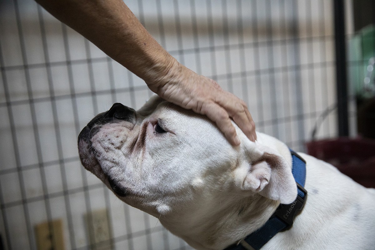 Dog tracker has helped hundreds of families reunite with their runaway ...