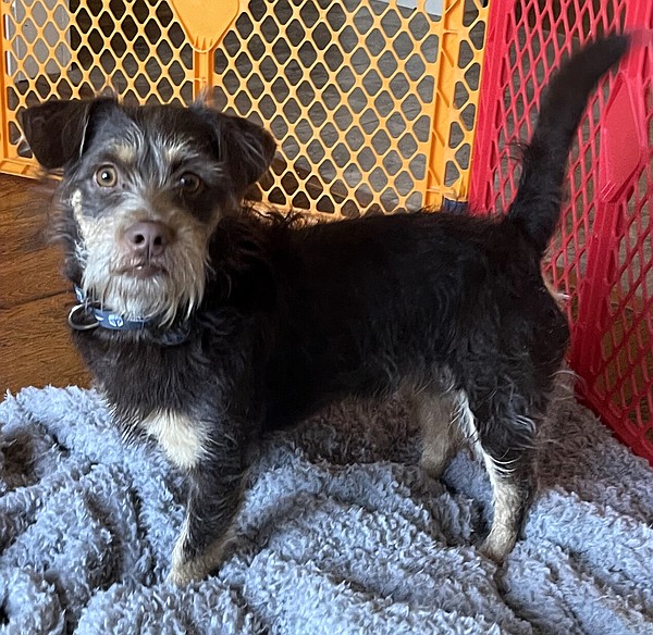 Dog available for adoption