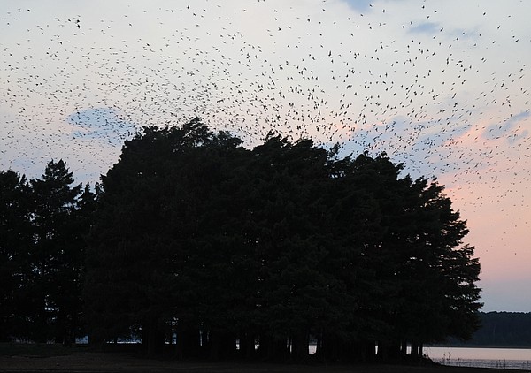 Time to prepare for the return of purple martins | Hot Springs Sentinel ...
