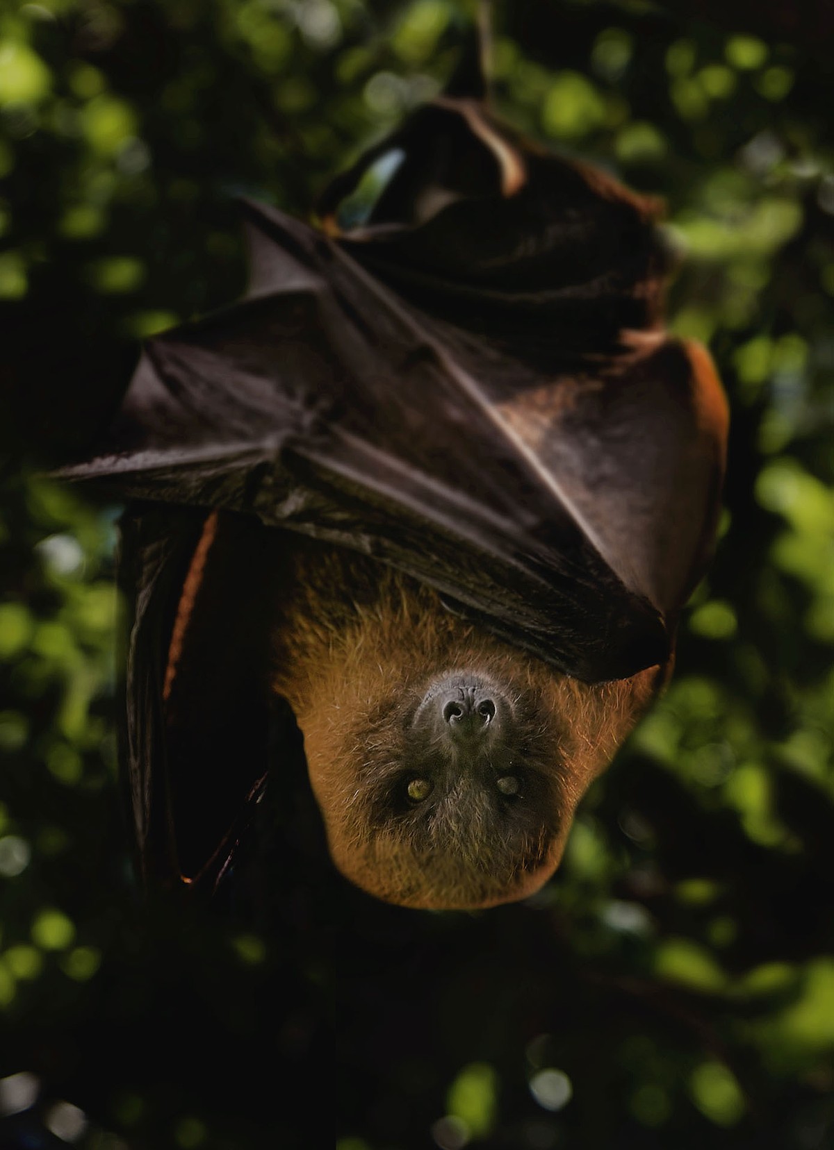 ‘The Batman’ screening features guest appearance: A real bat | Camden News
