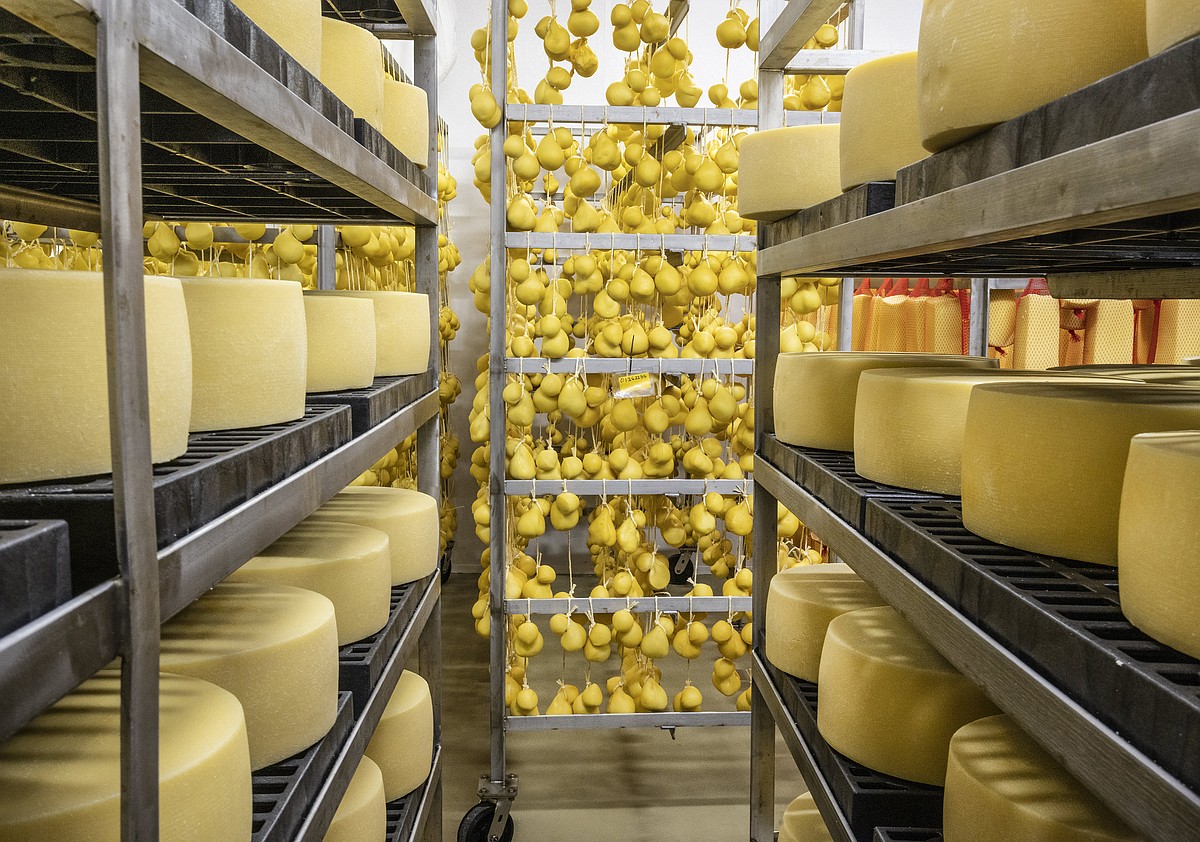 Cheese is a risky business, yet Washington state’s cheese-making scene ...