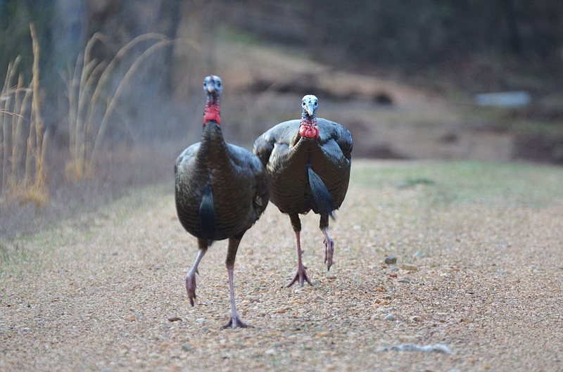 Spring turkey season is in the air | The Arkansas Democrat-Gazette ...