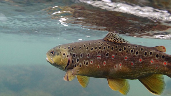 Little Red wild brown trout research enlightens with study of redds ...
