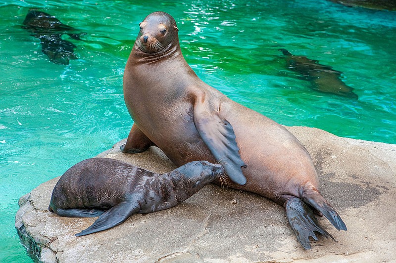 Cops corral slippery seal on jaunt through Long Island town | Camden News