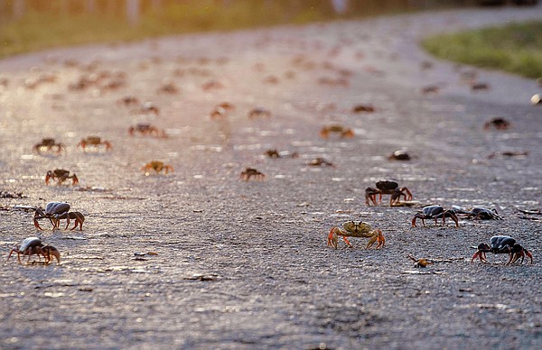 In Cuba, crabs embark on perilous migration to Bay of Pigs | The ...