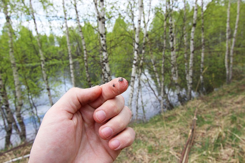 Tick season has arrived in the South | Jefferson City News Tribune