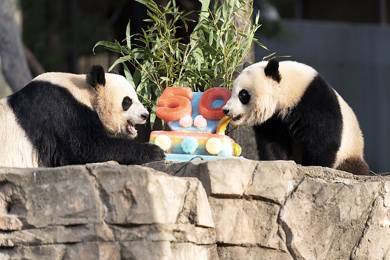 Pandas devour icy cake to celebrate 50 years at National Zoo | Hot ...