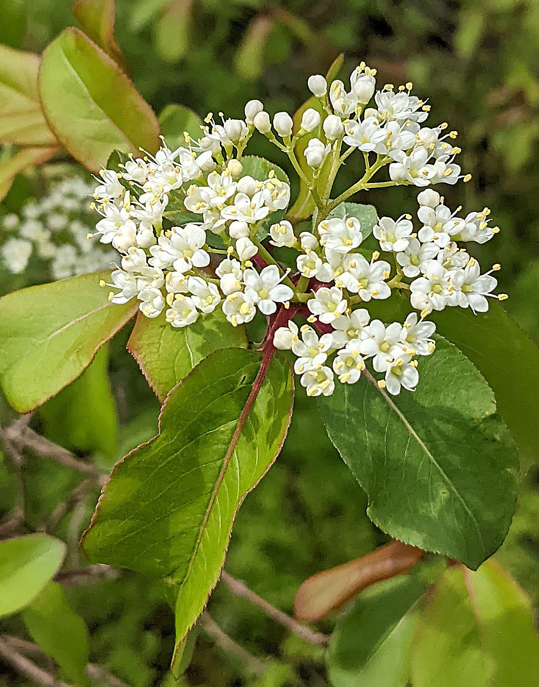 Flint Creek Nature Park full of spring colors | Westside Eagle Observer