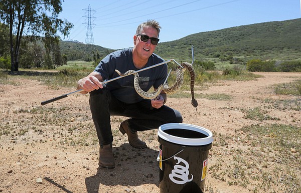 Snake wrangler aims to ease public’s fear by relocating reptiles ...
