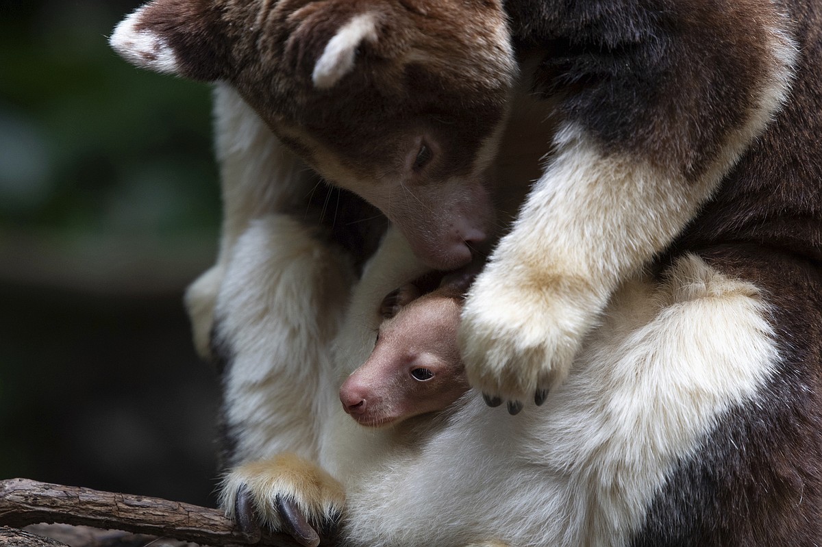 Bronx Zoo announces the birth of a rare tree kangaroo | Hot Springs ...