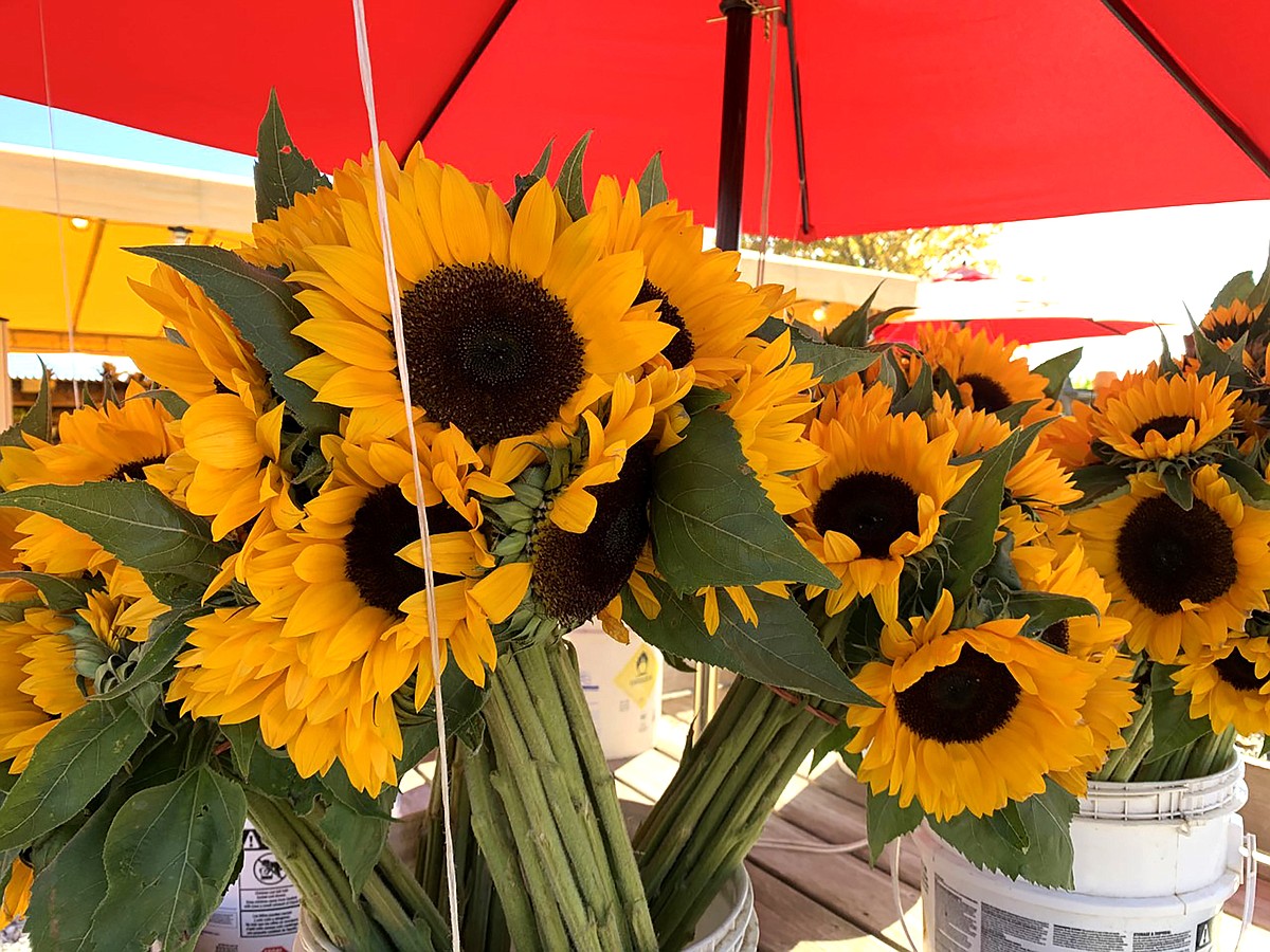 Sunflowers: Popular, native and, for some, newly meaningful | Jefferson ...