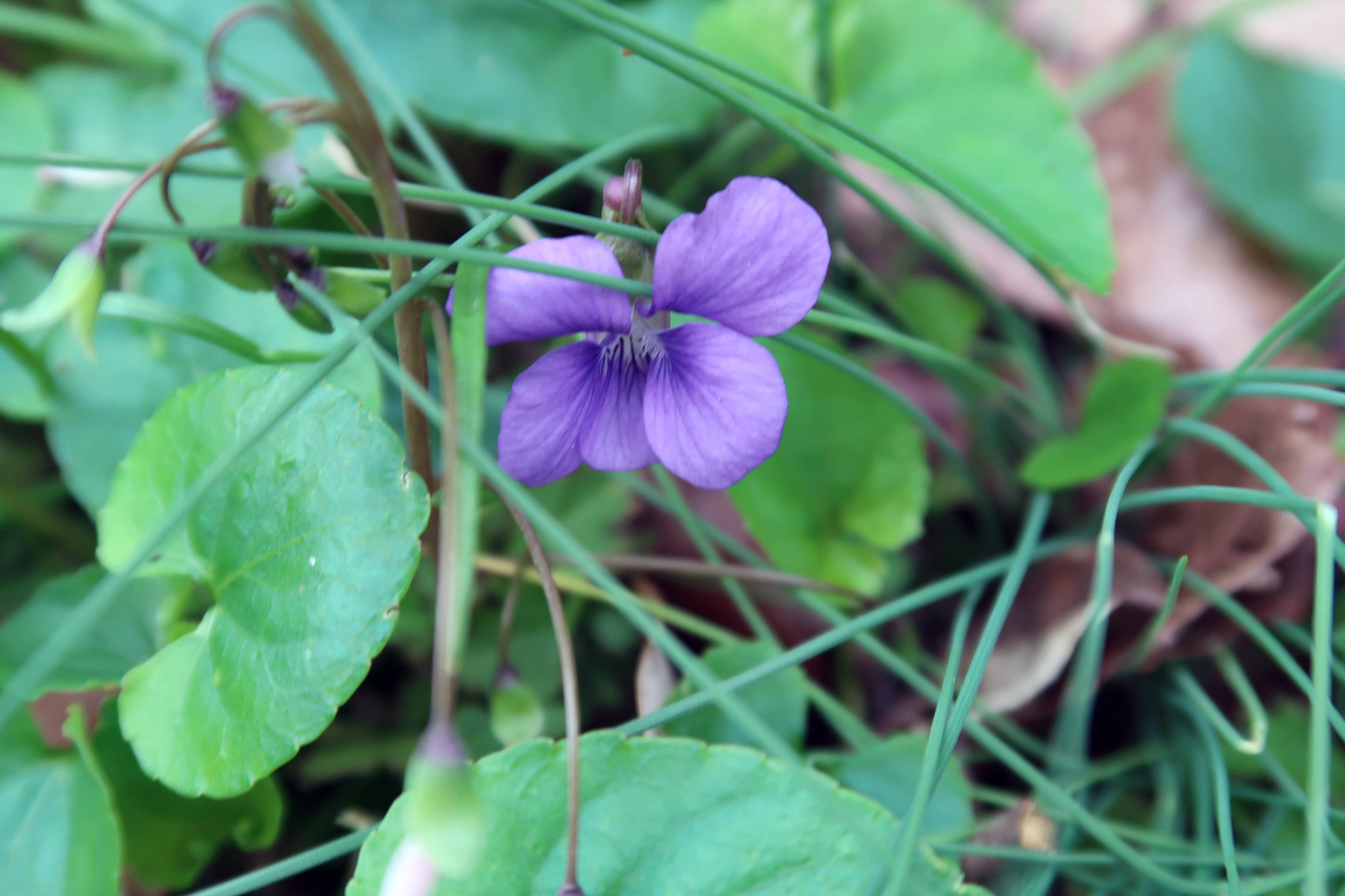 From the garden: Althea, violets, Japanese maple and caterpillar tips ...