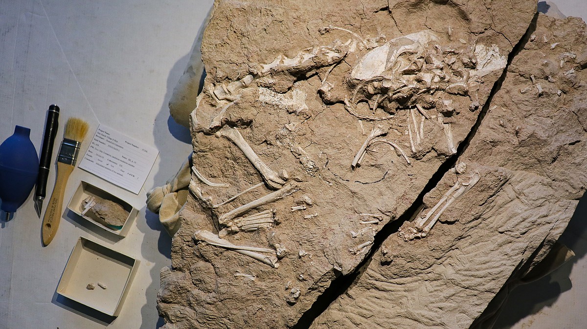 Rare fossil of ancient dog species discovered by paleontologists ...