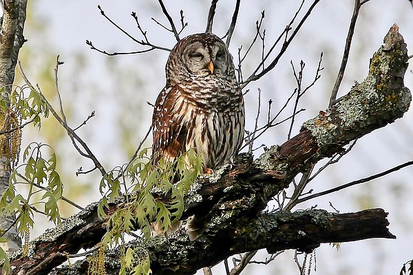 Napping in a tree? | Westside Eagle Observer